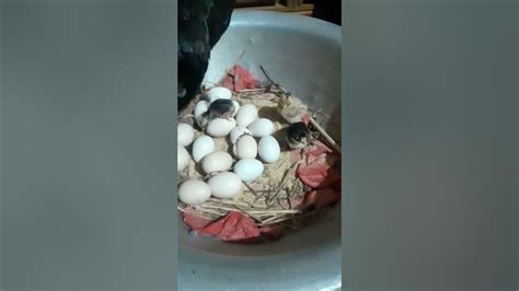আলহামদুলিল্লাহ মুরগি বাচ্চা ওঠছে Youtube