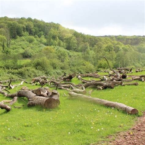 Tree Trunk Log Features Copper Beech Play