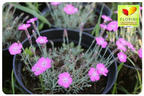 Купить Гвоздика альпийскаяDianthus alpinus - в питомнике Флорини