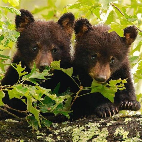 These Cute Bear Cubs 🐻 Rcuteanimalstogether