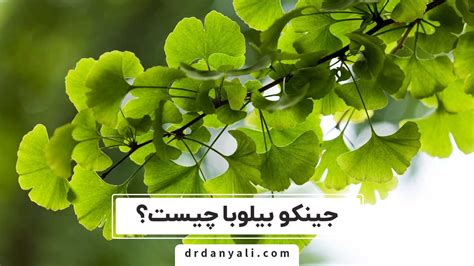 جینکو بیلوبا چیست؟ فواید و عوارض داروخانه آنلاین دکتر دانیالی فروش
