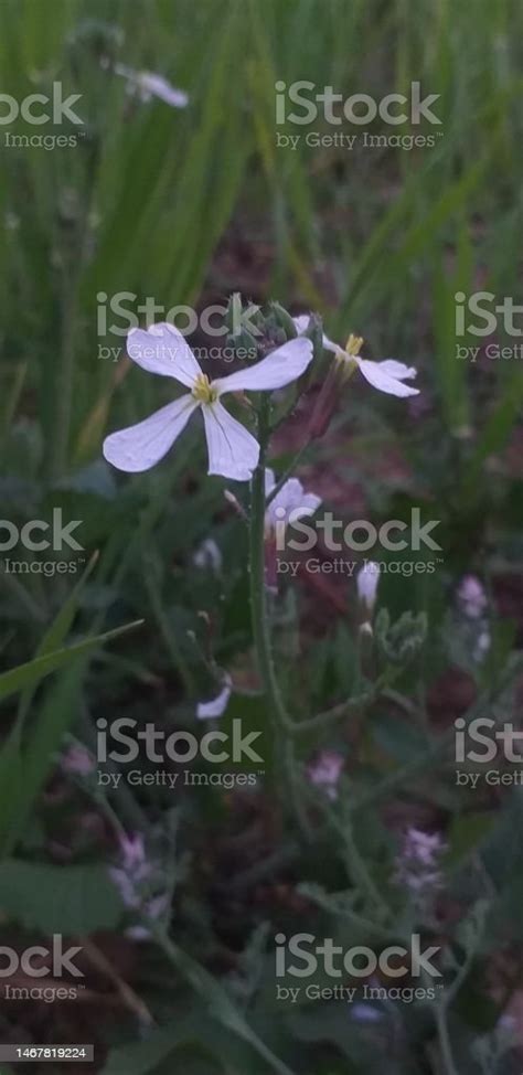 아루 굴라 꽃입니다 에루 카 라티 바 식물 루콜라 꽃 농지 아루 굴라 로켓 샐러드 음식 향신료와 허브 시골의 봄 정원 스톡 사진 0명에 대한 스톡 사진 및 기타 이미지