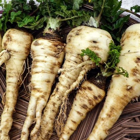 PARSNIP Root Oz G ORGANIC Dried Bulk Herb Pastinaca Etsy
