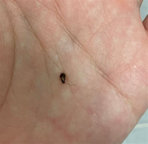 화장실 벌레 지식in