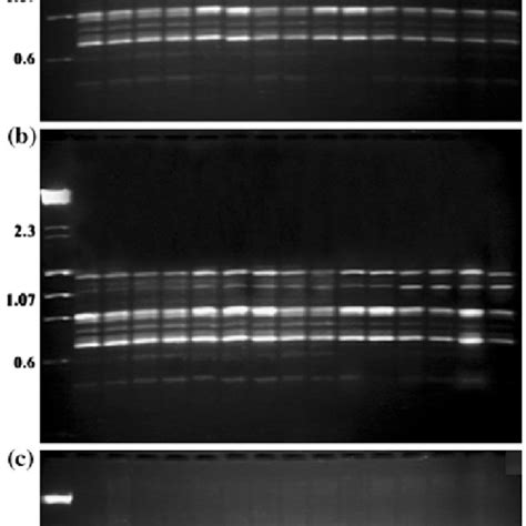 Gel Electrophoresis Pattern Of Inter Simple Sequence Repeats Issr Download Scientific Diagram