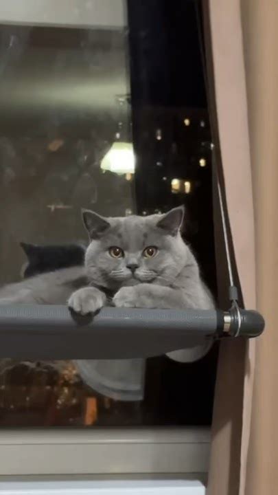 ბრიტანული კნუტი ♥️ ბრიტანულიკნუტები ბრიტანულიკატა Youtube