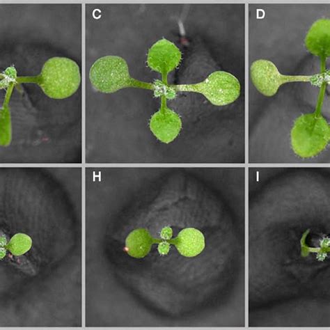Genetic Interaction Of Pan With Pin1 Primary Shoot Of Pin1 Mutant A Download Scientific