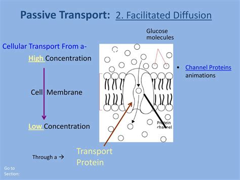 Facilitated Diffusion Animation Facilitated Diffusion Animation