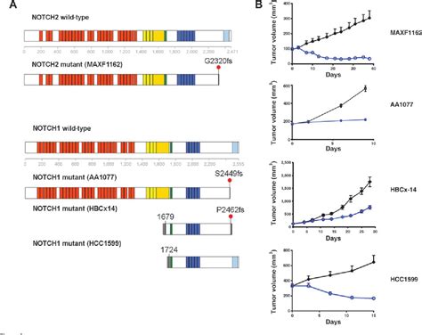 Figure 1 From Pest Domain Mutations In Notch Receptors Comprise An Oncogenic Driver Segment In