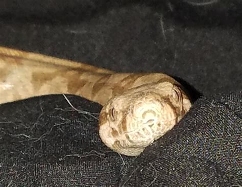 Cutest Face Ever R Sneks