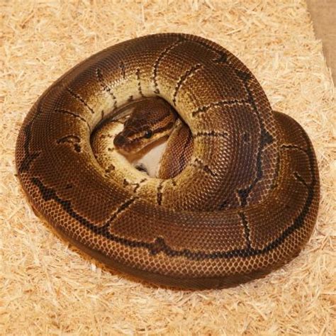 Royal Python Or Ball Python Python Regius