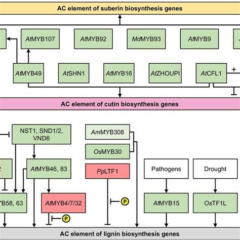 transcription regulation network of lignin suberin and cutin precursor