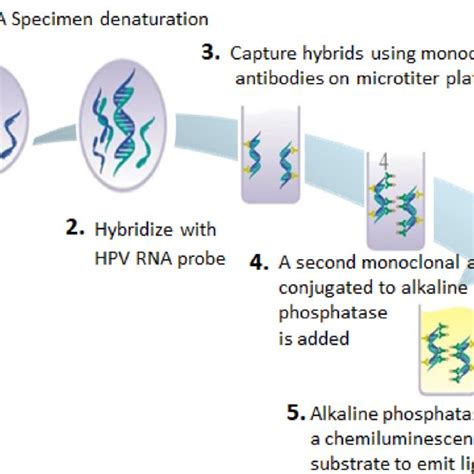Schematic Diagram Of The Hcii Hybrid Capture Principle Application Download Scientific Diagram