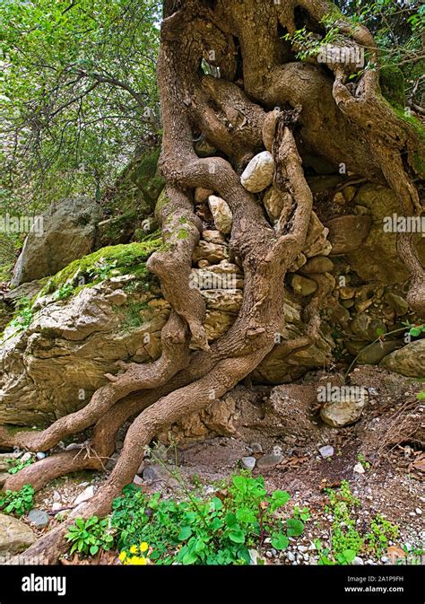 Tree Roots Growing Above Ground Hi Res Stock Photography And Images Alamy
