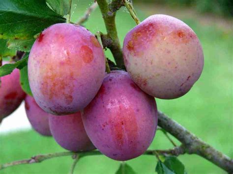 Dwarf Gulf Ruby Plum Plantnet® Australia