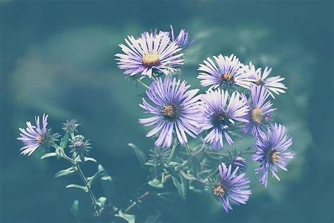 Wildflowers Photograph By Debbie Nobile Fine Art America