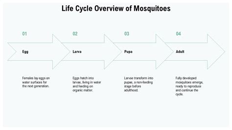 Top 10 Mosquito Powerpoint Presentation Templates In 2025