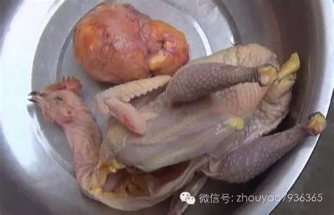 鸡宝有专家鉴定估价百万究竟为什么那么值钱呢哪里可以出手