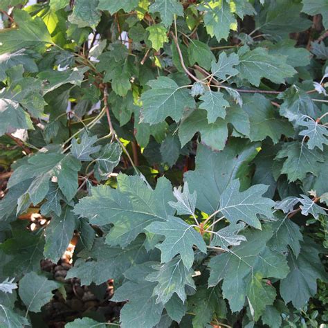 Oakleaf Hydrangea Groundwork Illinois