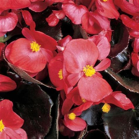 Cocktail Vodka Begonia