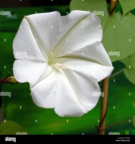 Ipomoea Alba Edible Price Online Th