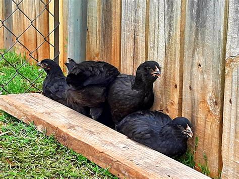 How To Sex Chickens Chicken Girl