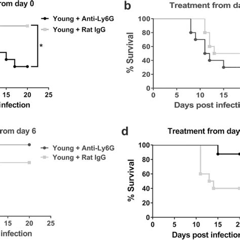 Neutrophil Depletion In Mice From The First Week Pi Post Infection