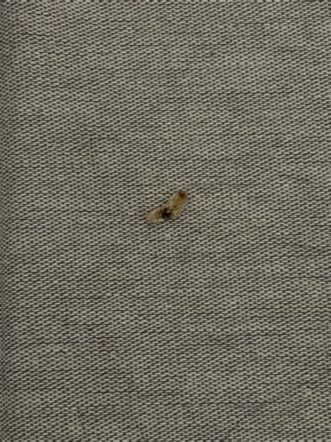 Bed Bug Shell Rbedbugs