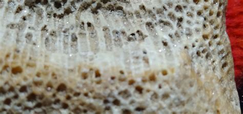 Fossilized Clam Shells Fossil Id The Fossil Forum