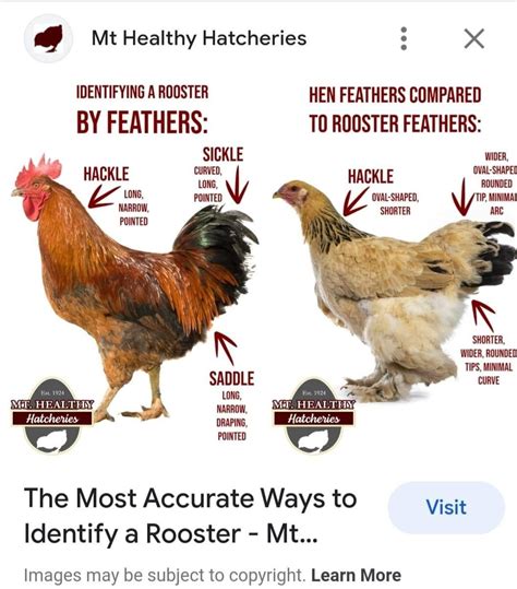 How To Sex A Chicken Artofit