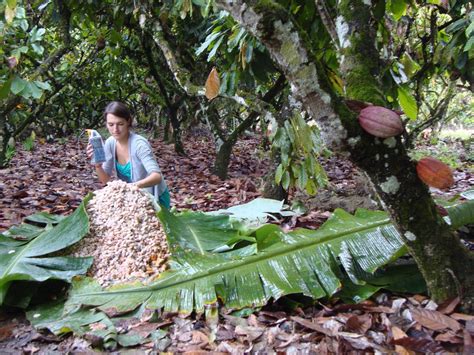 Barry Callebaut Vib And Ku Leuven Optimize Cocoa Fermentation Process
