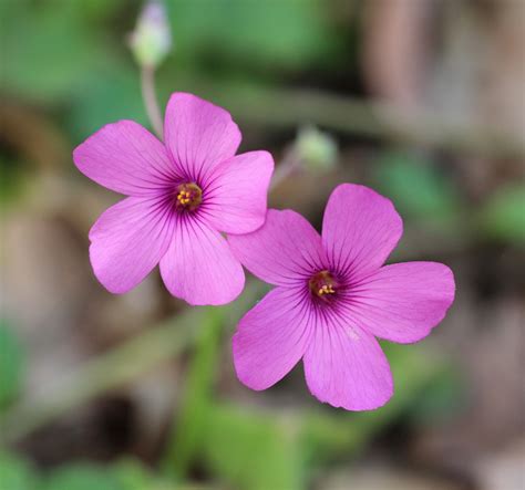 Oxalis Articulata Savigny Information System On The Flora Of The