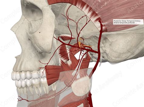 Posterior Deep Temporal Artery Complete Anatomy