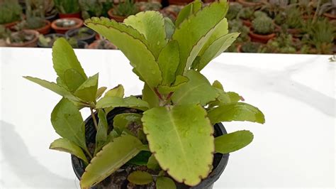 Pathar Chatta Bryophyllum A Medicinal Plant Growth And Care Of Pathar Chatta Humaira Gardening