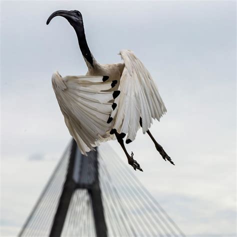 White Ibis