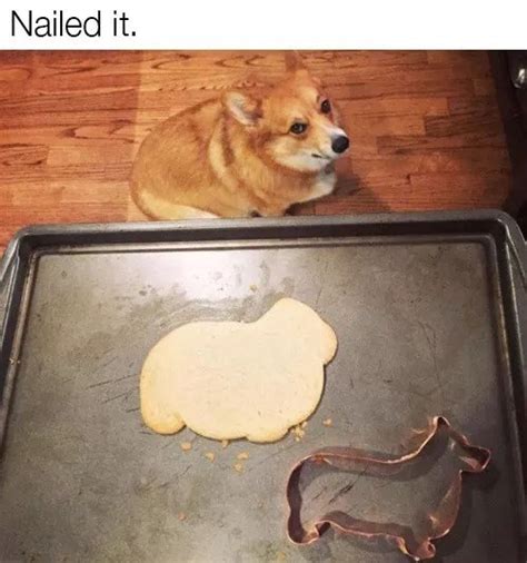 28 Cute Corgi Memes Full Of Tiny Legs And Big Happiness Animal Comedy