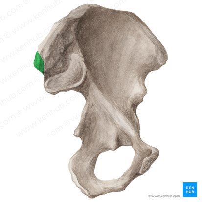 Os Ilium Darmbein Anatomie Gelenke Klinik Kenhub
