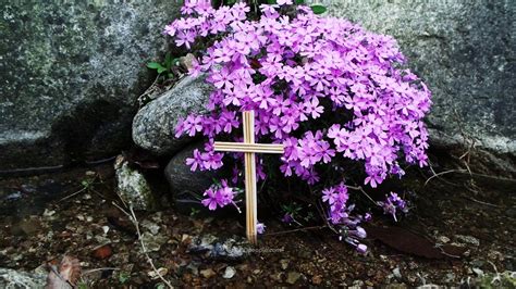 [무료저작권 No Copyright 1분 십자가 묵상] 기독교 바탕화면 십자가 꽃 강물 삼성nx200 Youtube