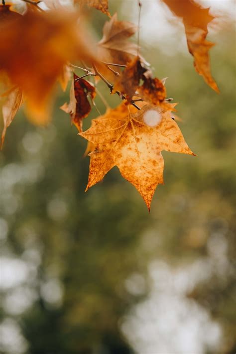 무료 사진 가 시즌 11 월 잎 황갈색 메이플 작은 가지 트리 가 잎 단풍