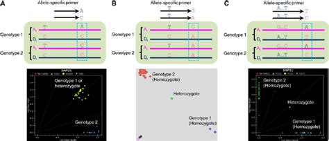 Depending On Genotyping Platforms And Sequence Context Varietal Snp