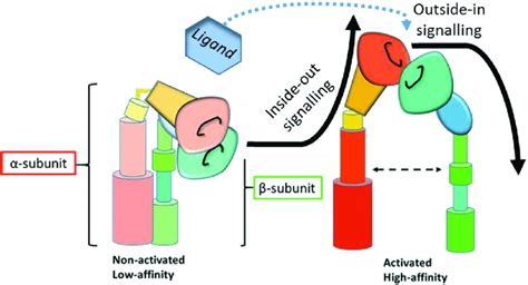Schematic Representation Of Integrin Activation And Signaling Download Scientific Diagram