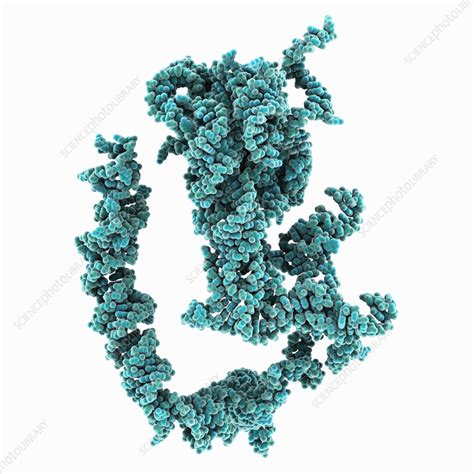 Human 80s Ribosome Rna Structure Molecular Model Stock Image C057 2744 Science Photo Library