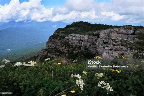 산의 초원의 야생 화 노란과 흰색 야생화는 가파른 절벽의 배경에 대한 높이에서 산에서 자랍니다 국립 공원과 식물의 아름다운 여름 풍경 0명에 대한 스톡 사진 및 기타 이미지