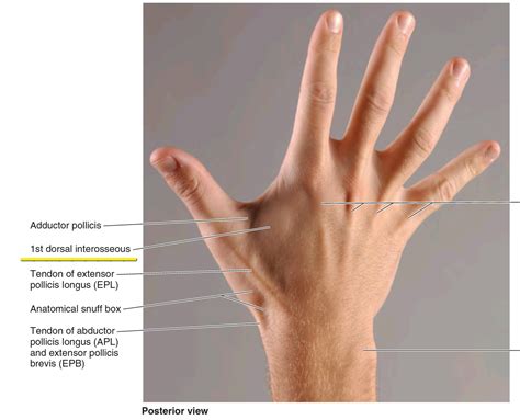 Anatomy Dorsum Hand