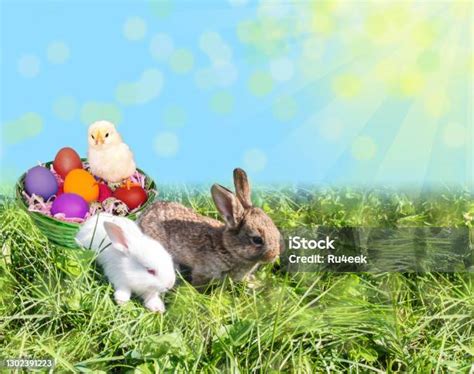 그림이 그려진 다채로운 부활절 달걀 토끼와 닭이있는 엽서 개념에 대한 스톡 사진 및 기타 이미지 개념 개념과 주제 계절 Istock