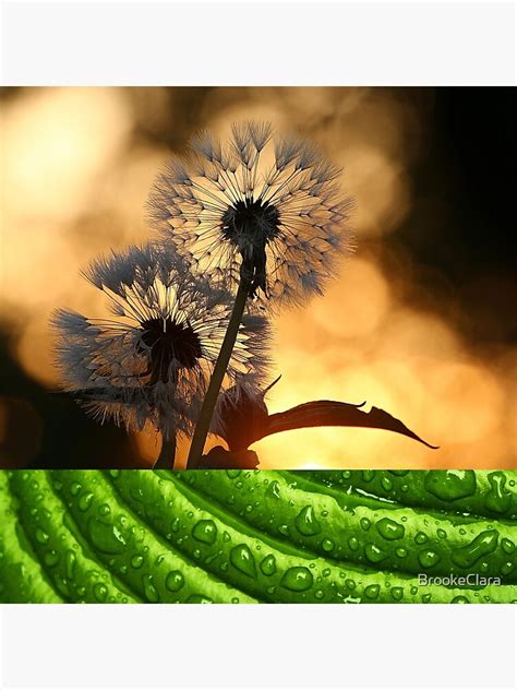 Nature Love Dandelion Hosta Optical Illusion Poster For Sale By Brookeclara Redbubble
