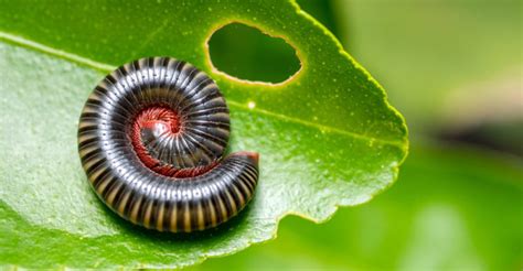 Myriapods Information Types Characteristics Features And Examples Crgsoft