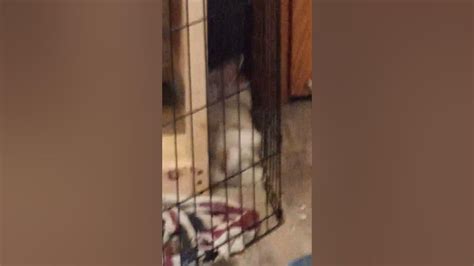 Fiiiiinee Bunny Booteh Youtube