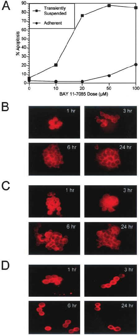 Relationship Of Cell Adhesion To Nf ␬ B Inhibitor Induced Apoptosis A