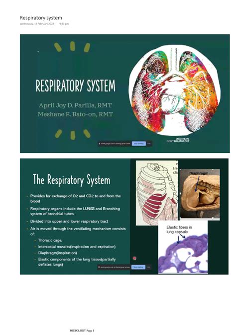 Respiratory System Lecture Notes 3 4 Respiratory System Wednesday